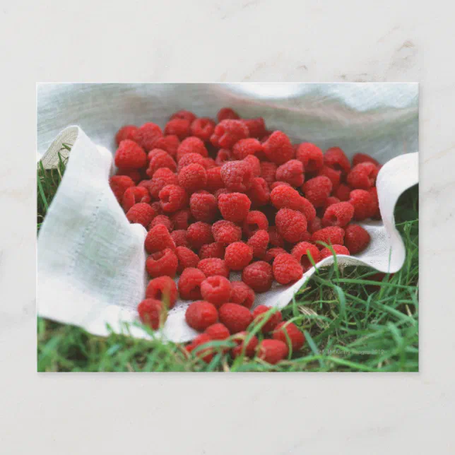 Raspberry Postcard | Zazzle