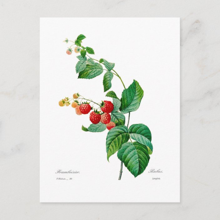 Raspberry Postcard | Zazzle.com