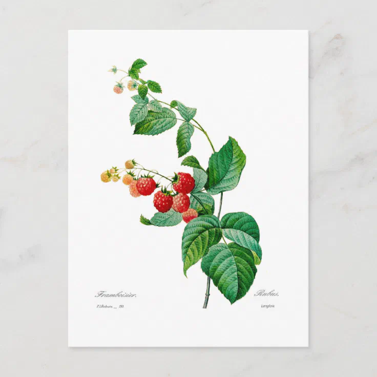 Raspberry Postcard | Zazzle