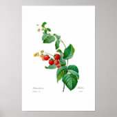 Raspberry Poster | Zazzle
