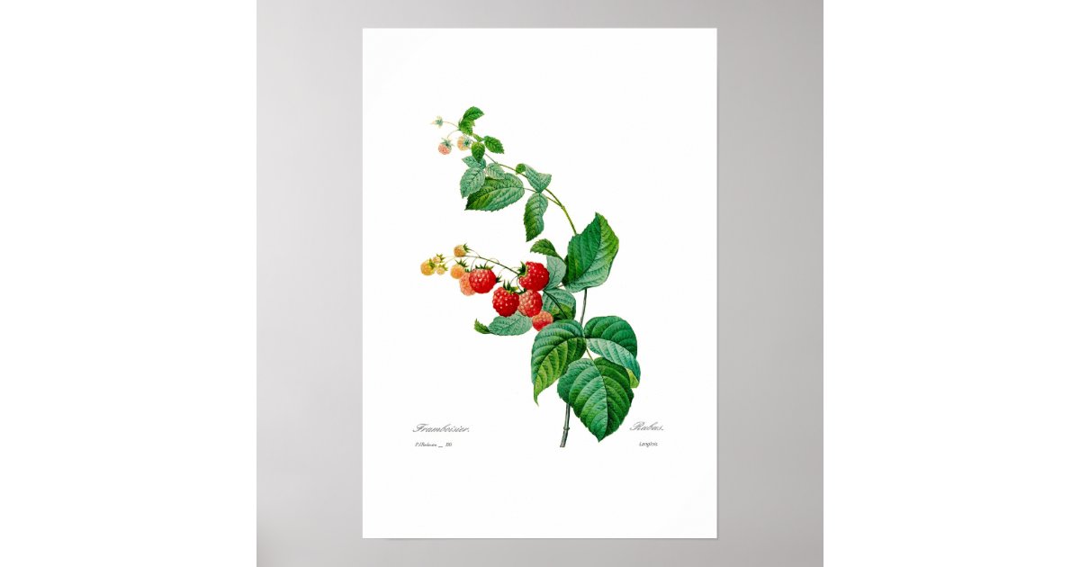 Raspberry Poster | Zazzle