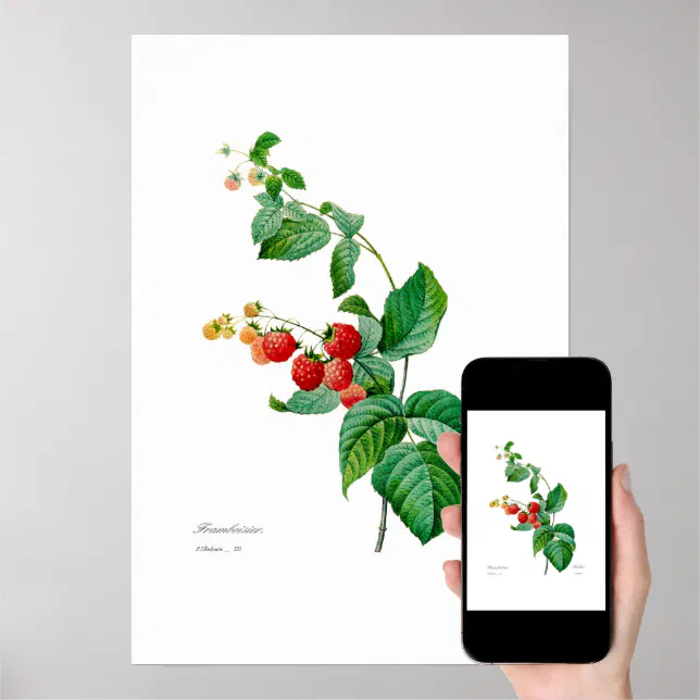Raspberry Poster | Zazzle