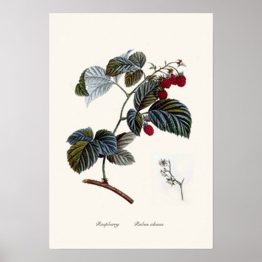 Raspberry Poster | Zazzle.com
