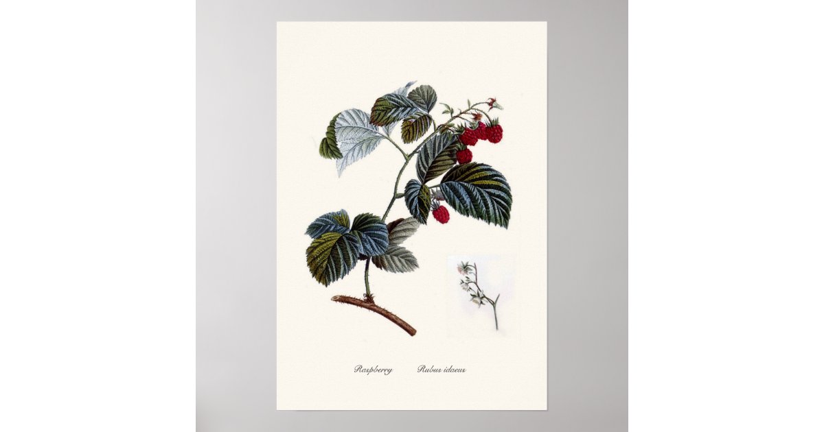 Raspberry Poster | Zazzle