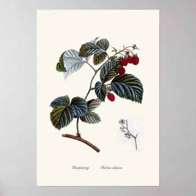 Raspberry Poster | Zazzle