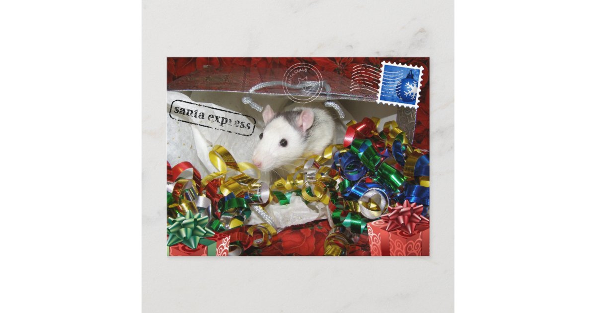 Rat in a bag Postcard | Zazzle
