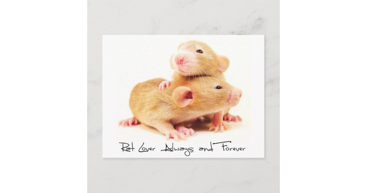 Rat Lover Always and Forever Postcard | Zazzle