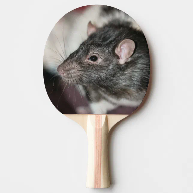Rat Ping Pong Paddle | Zazzle