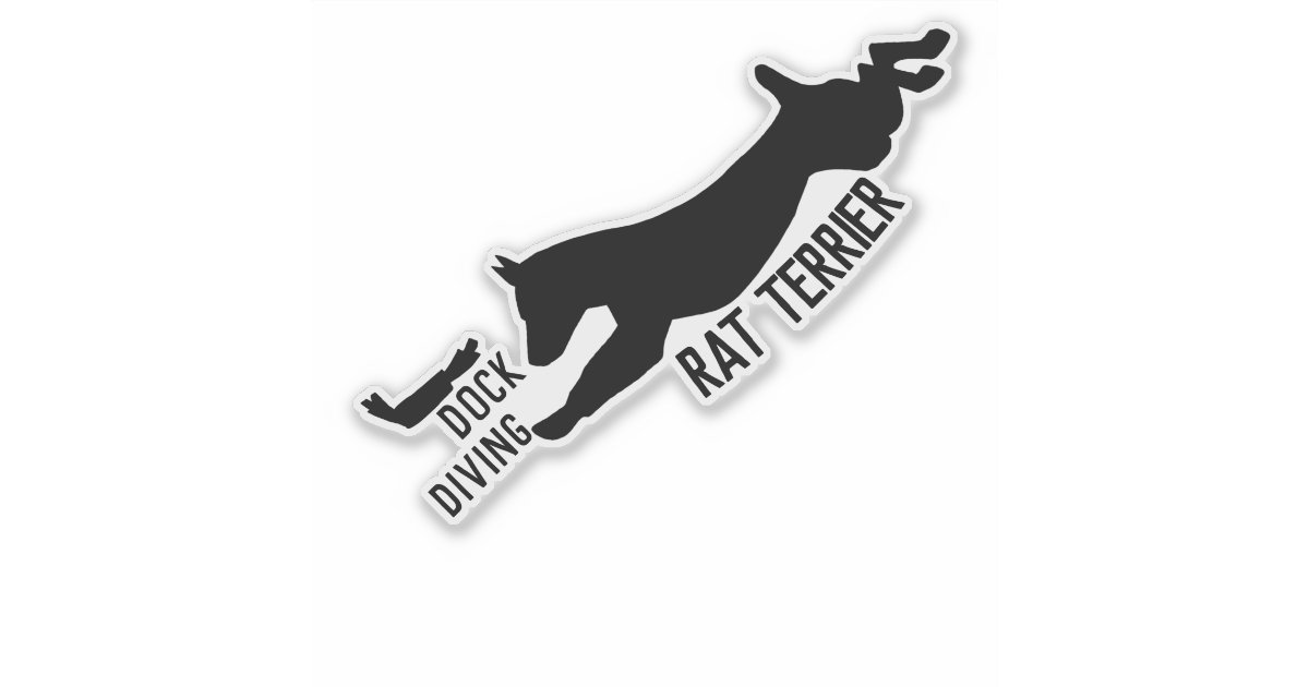 Rat terrier dock diving sticker | Zazzle