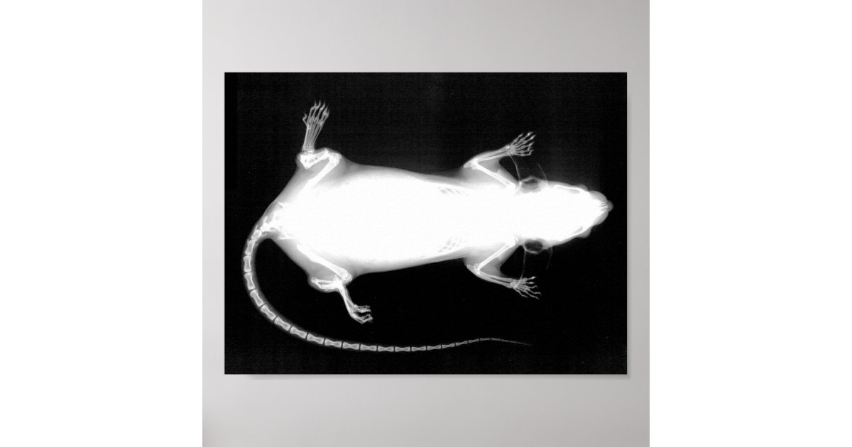 rat x-ray poster | Zazzle