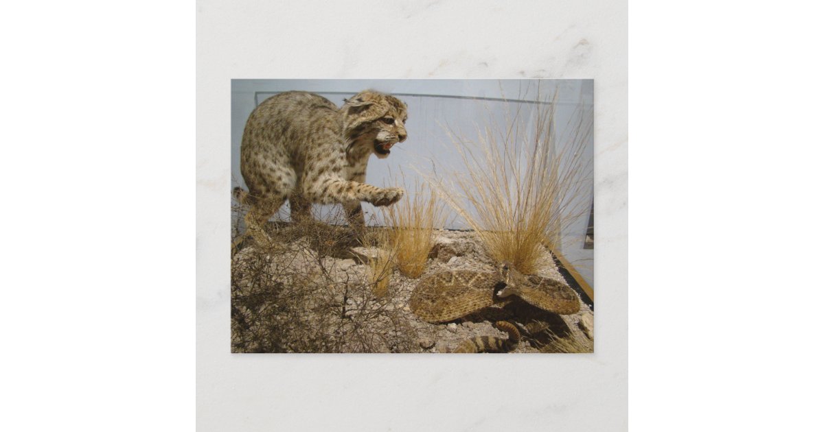 Rattle Snake vs Bobcat Postcard | Zazzle