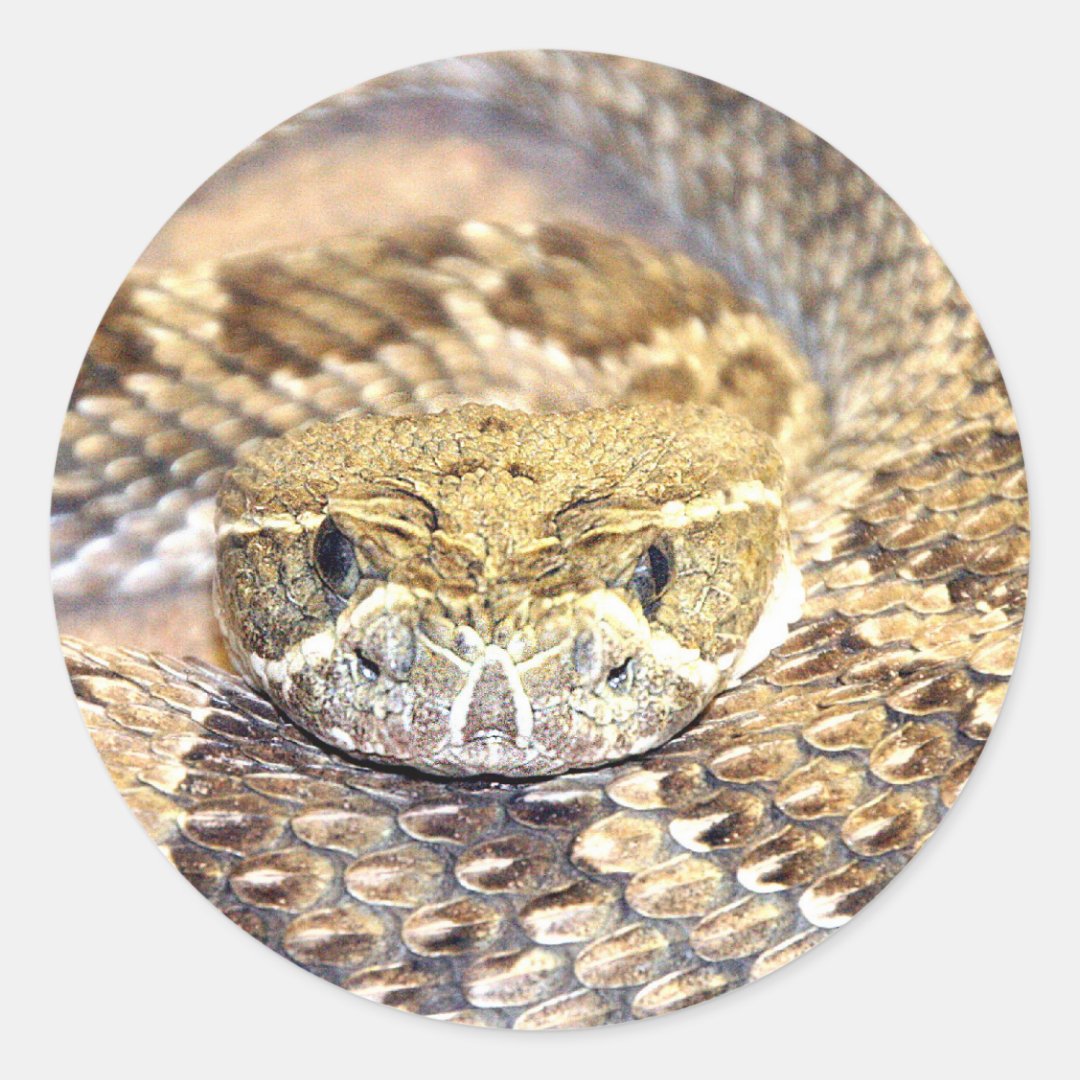 Rattlesnake Classic Round Sticker | Zazzle