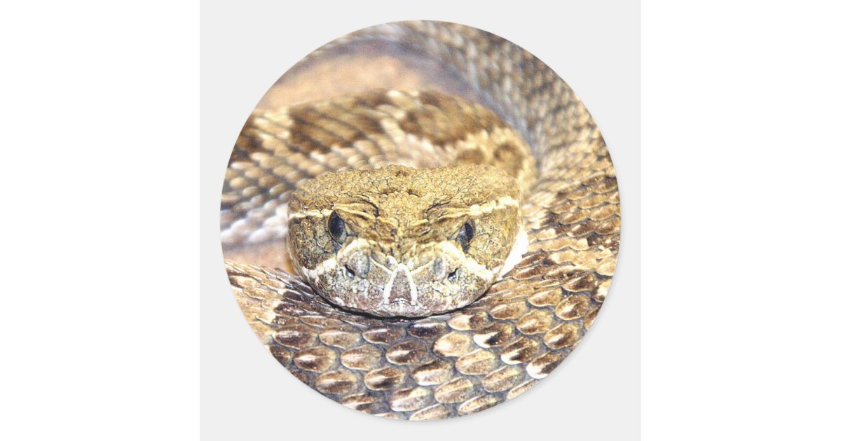 Rattlesnake Classic Round Sticker | Zazzle