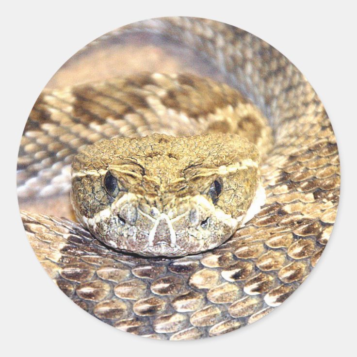 Rattlesnake Classic Round Sticker | Zazzle