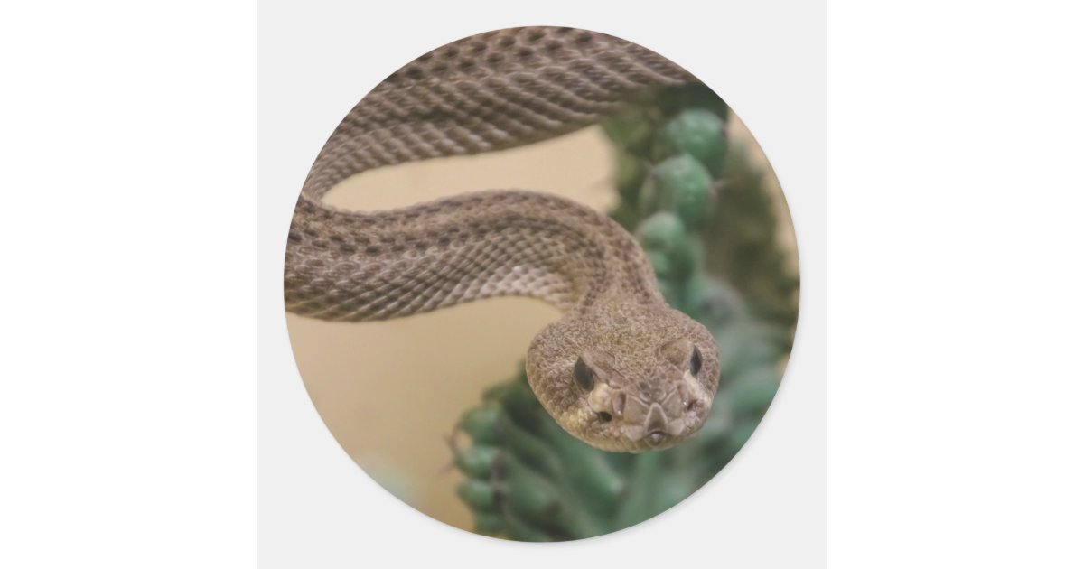 rattlesnake classic round sticker | Zazzle