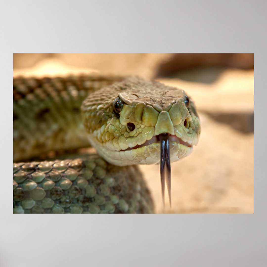 Rattlesnake Closeup Photo Poster | Zazzle