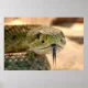 Rattlesnake Closeup Photo Poster | Zazzle
