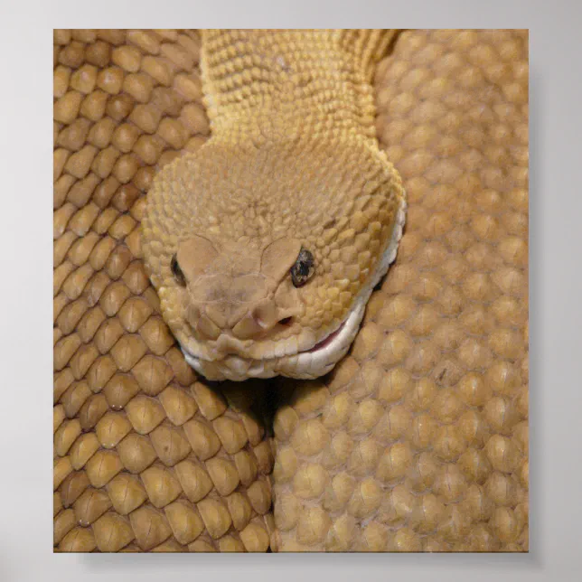 Rattlesnake Head Poster | Zazzle