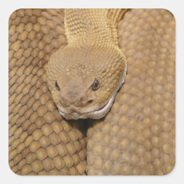 Rattlesnake Head Square Sticker | Zazzle