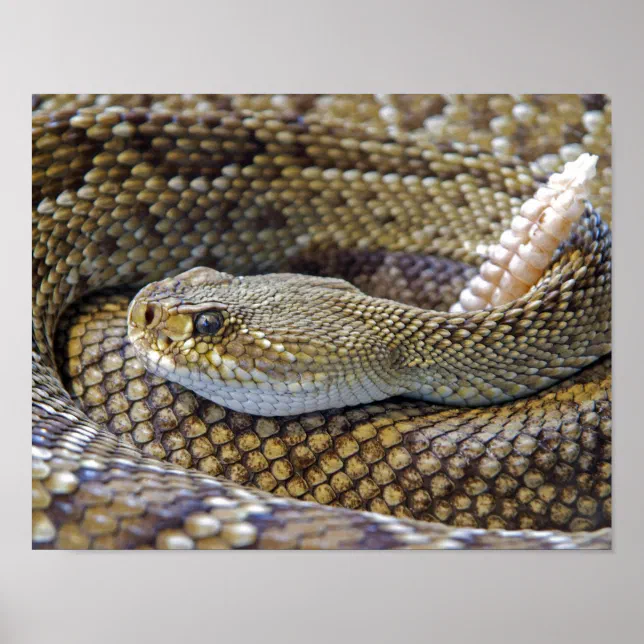 Rattlesnake photo poster | Zazzle