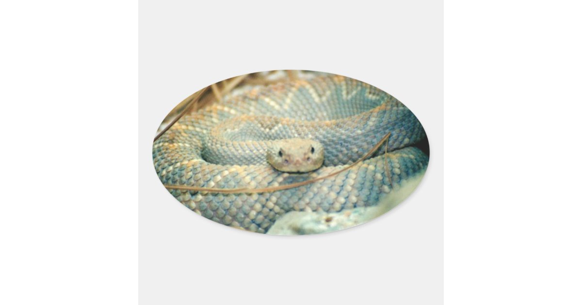 Rattlesnake Stickers | Zazzle