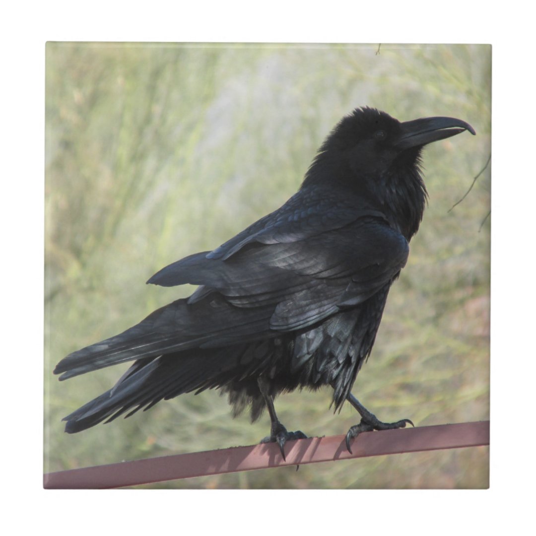 Raven Ceramic Tile | Zazzle