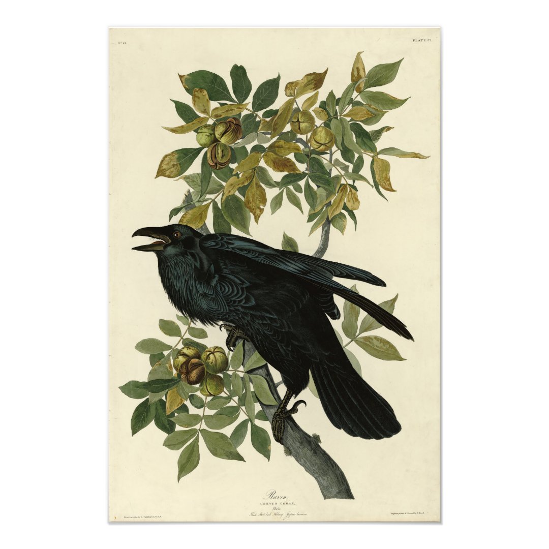 Raven (Common Raven) from Audubon Birds of America Photo Print | Zazzle