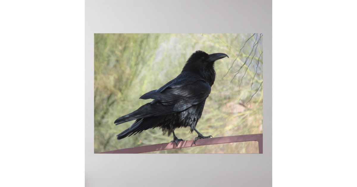 Raven Poster | Zazzle