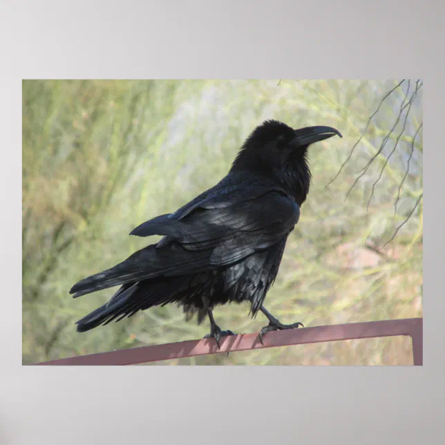 Raven Poster | Zazzle