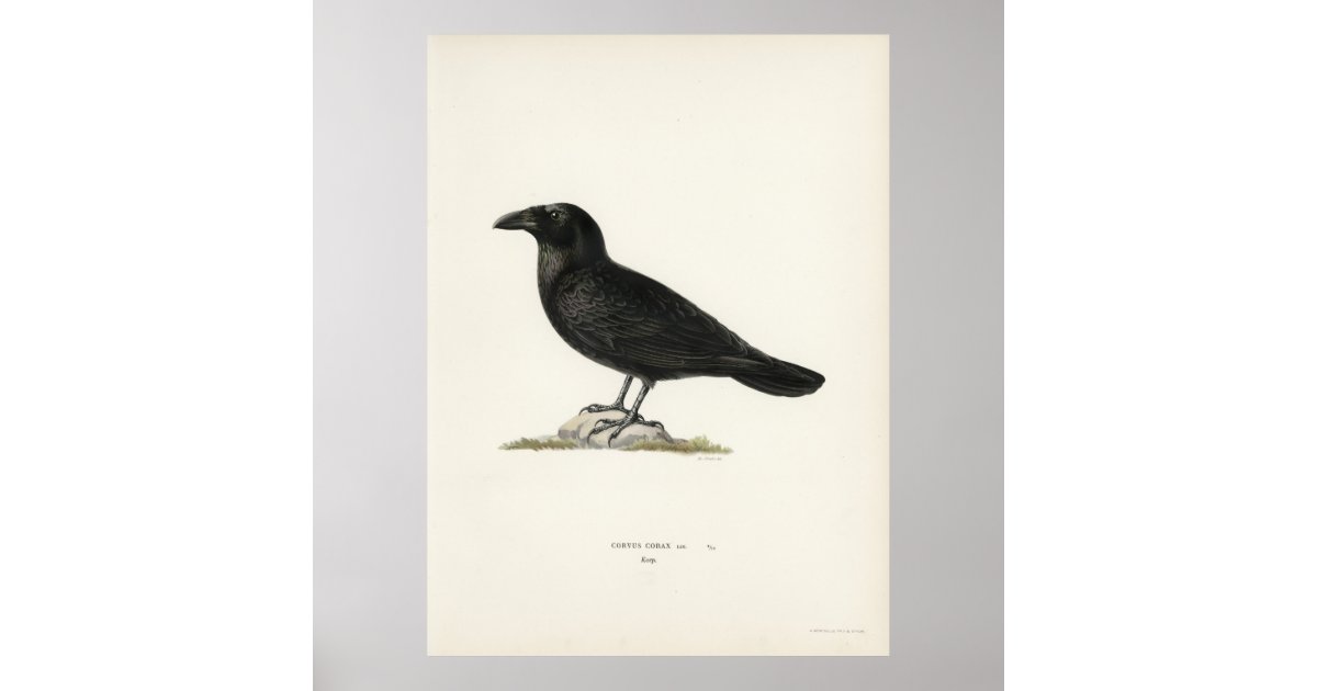 Raven Poster | Zazzle