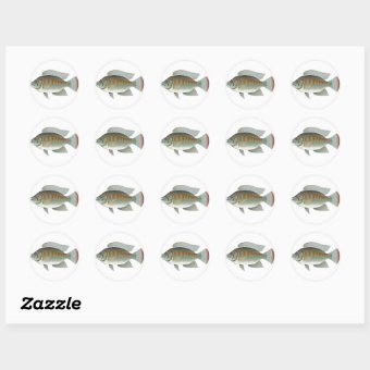 Raw Seafood Tilapia Fish Vector Classic Round Sticker | Zazzle