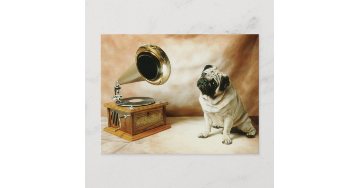 RCA Pug Dog Postcard | Zazzle