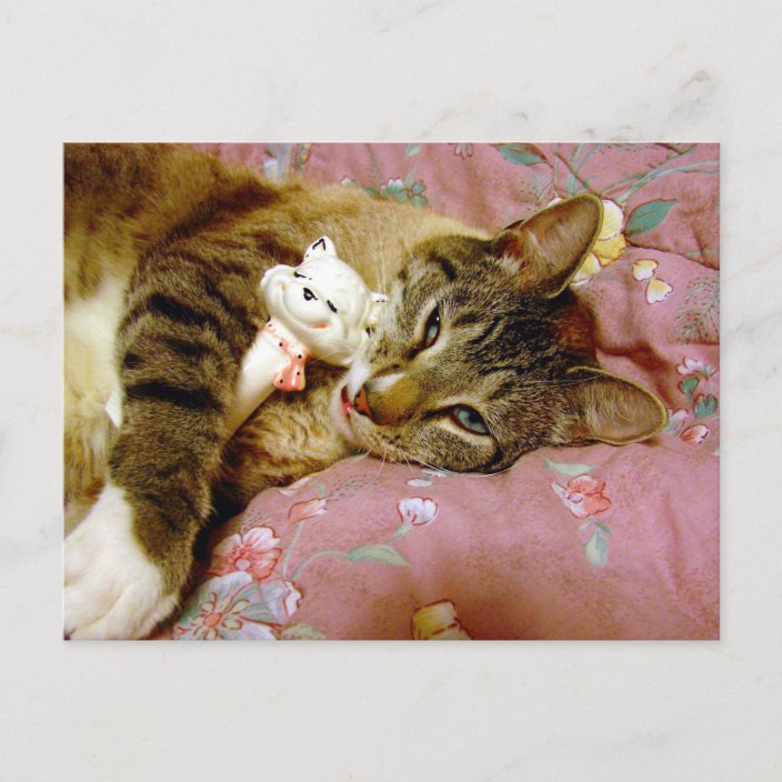 Real Cat, Fake Cat Postcard | Zazzle.com