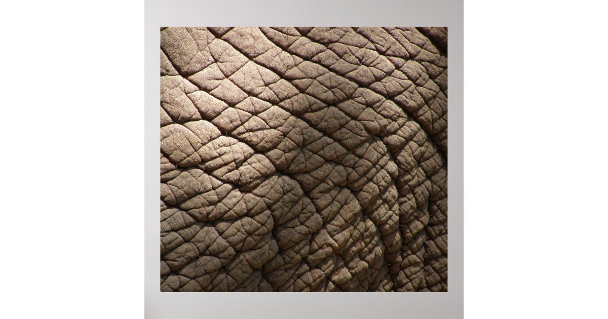 Real Elephant Skin Texture, Wrinkled. Poster | Zazzle