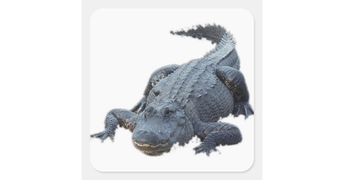 Realistic Alligator Square Sticker | Zazzle