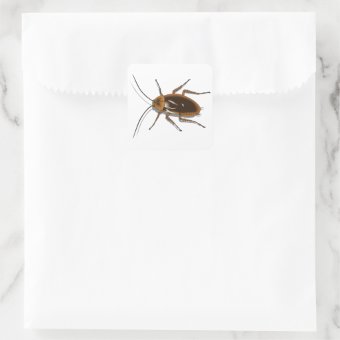 Realistic Brown Cockroach Insect Square Sticker | Zazzle