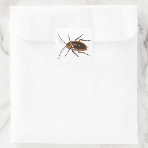 Realistic Brown Cockroach Insect Square Sticker | Zazzle