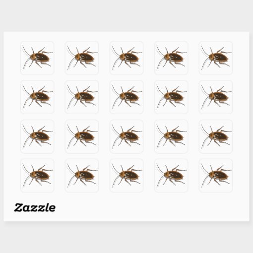 Realistic Brown Cockroach Insect Square Sticker | Zazzle