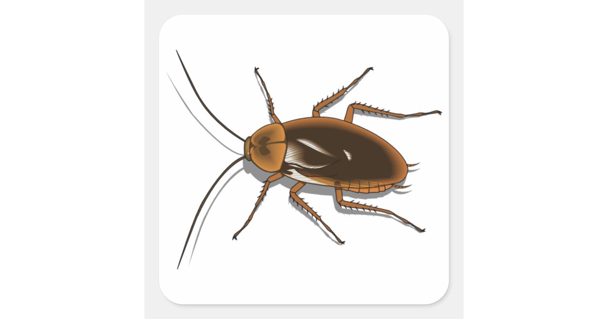 Realistic Brown Cockroach Insect Square Sticker | Zazzle
