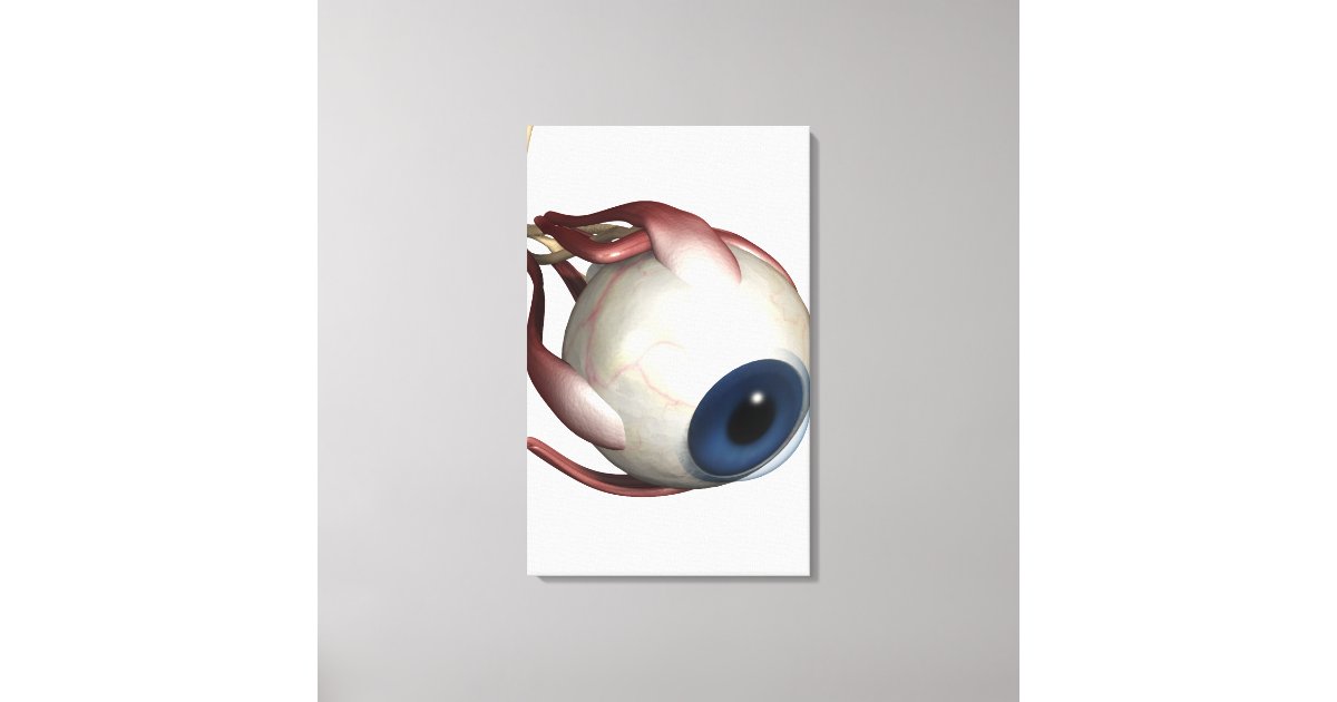 Realistic rendering of the muscles of the eye canvas print | Zazzle