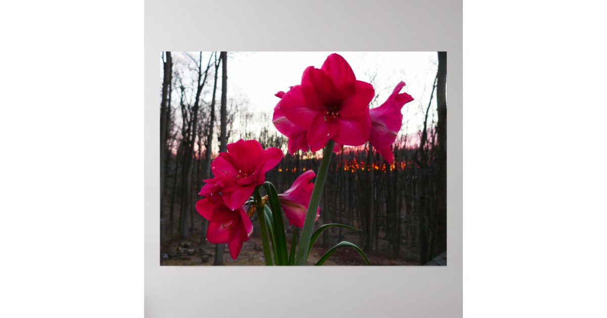 Red Amaryllis and Winter Sunrise Poster | Zazzle