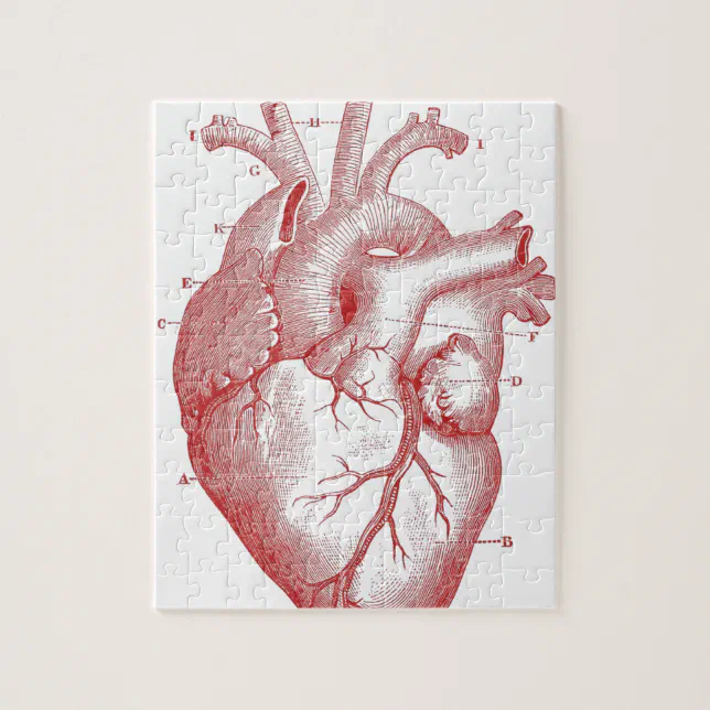 Red Anatomical Heart Jigsaw Puzzle | Zazzle