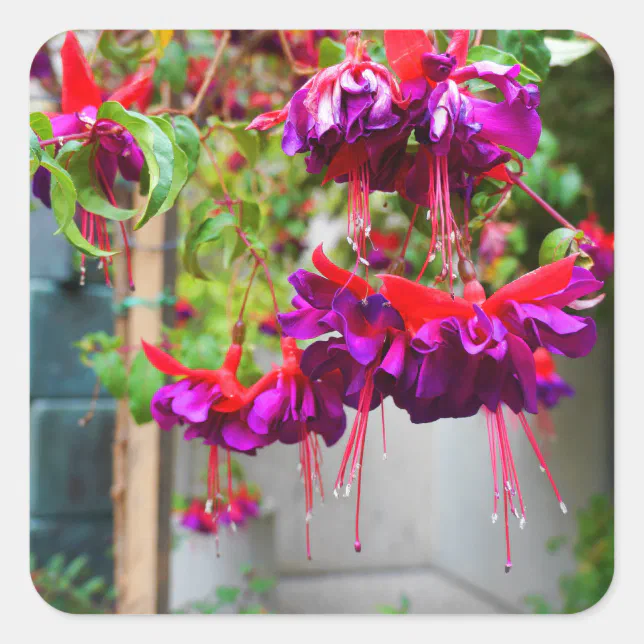 Red and Purple Fuchsia #1 Stickers | Zazzle