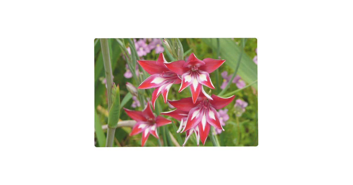 Red and White Gladiolas Summer Botanical Placemat | Zazzle