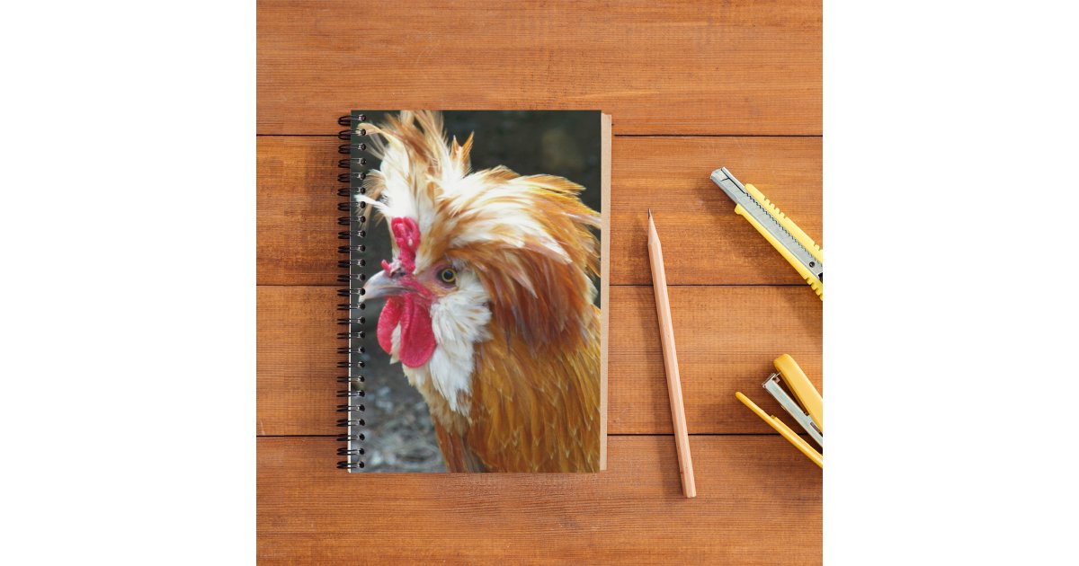 Red and White Polish Chicken Notebook | Zazzle