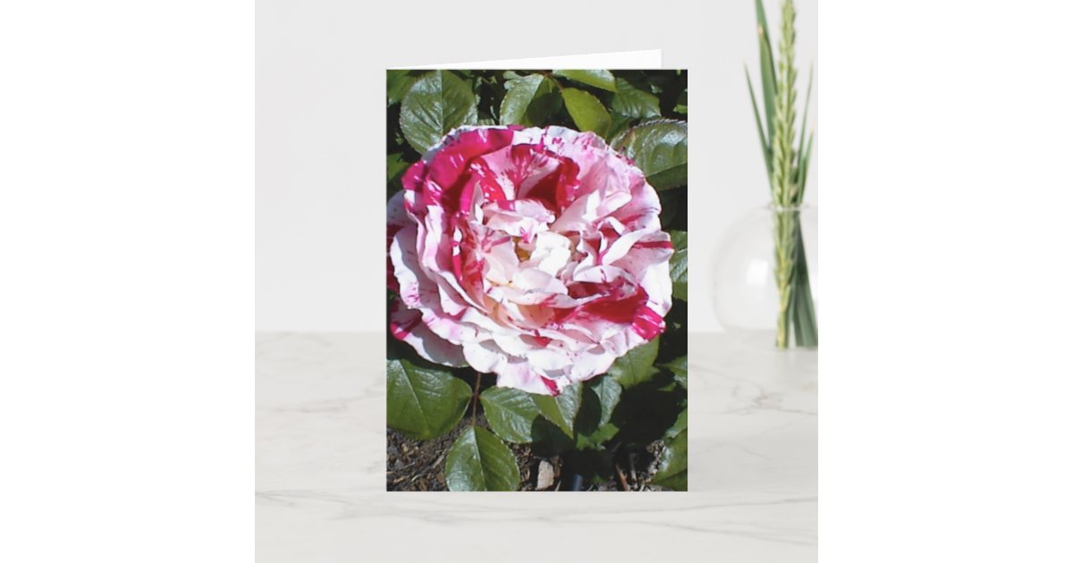 Red and White Striped Rose Card | Zazzle