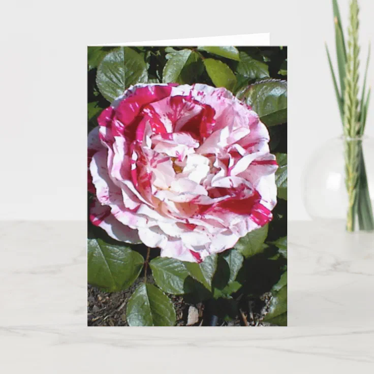 Red and White Striped Rose Card | Zazzle
