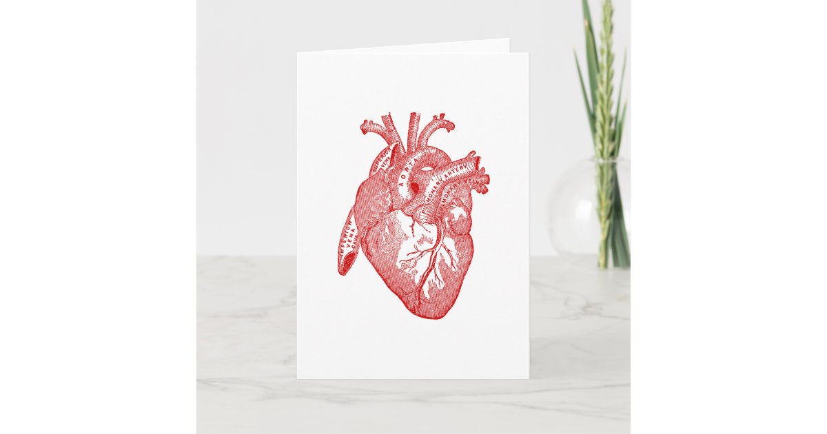 Red Antique Anatomical Heart Card | Zazzle