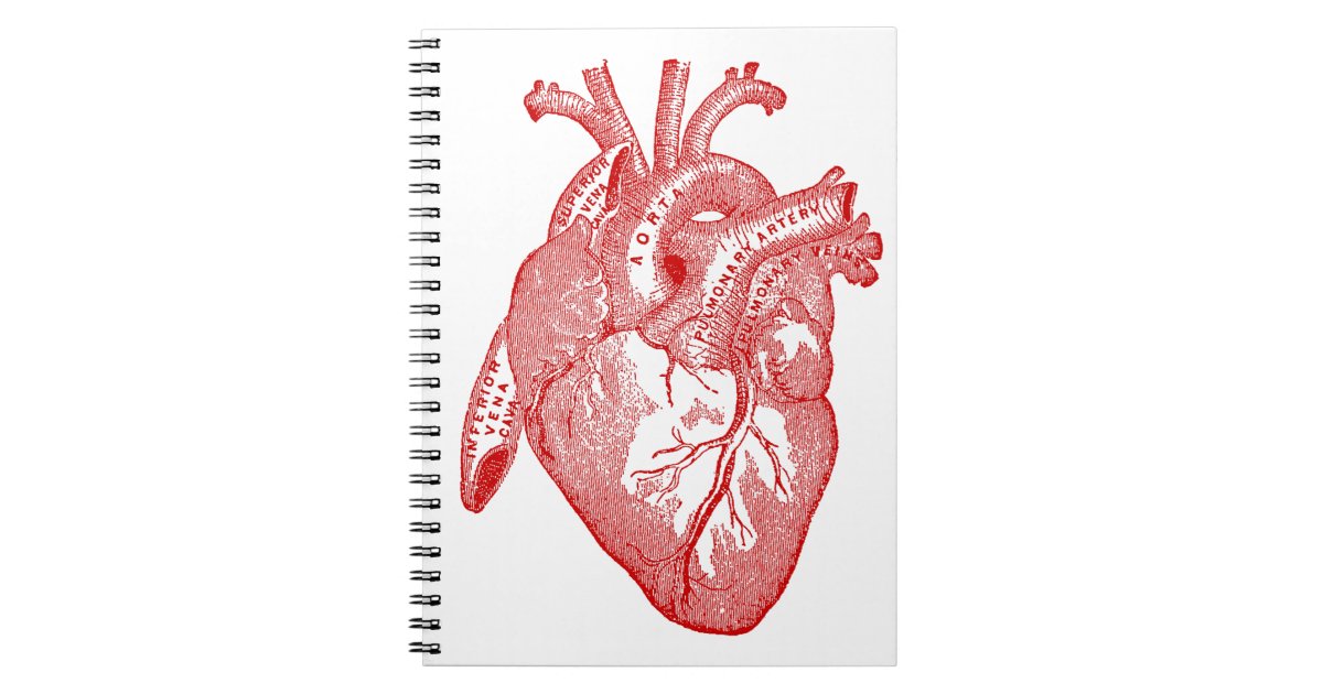 Red Antique Anatomical Heart Notebook | Zazzle