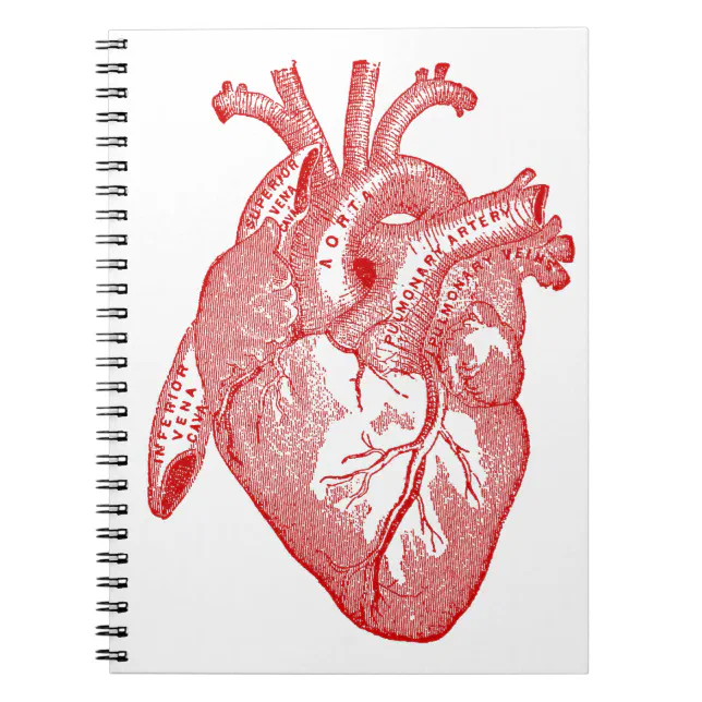 Red Antique Anatomical Heart Notebook | Zazzle